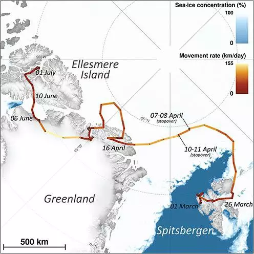 En ung fjällräv reste från Norge till Kanada på 76 dagar