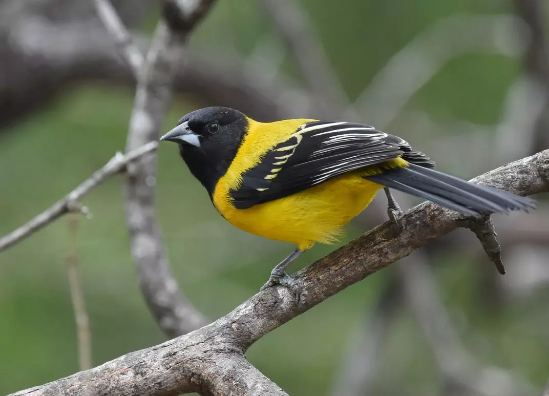 Usa ka Audubon's Oriole nga nahimutang sa usa ka sanga