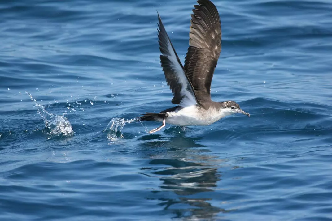 طائر من Audubon Shearwater يقوم بقشط سطح الماء أثناء إقلاعه أثناء الطيران