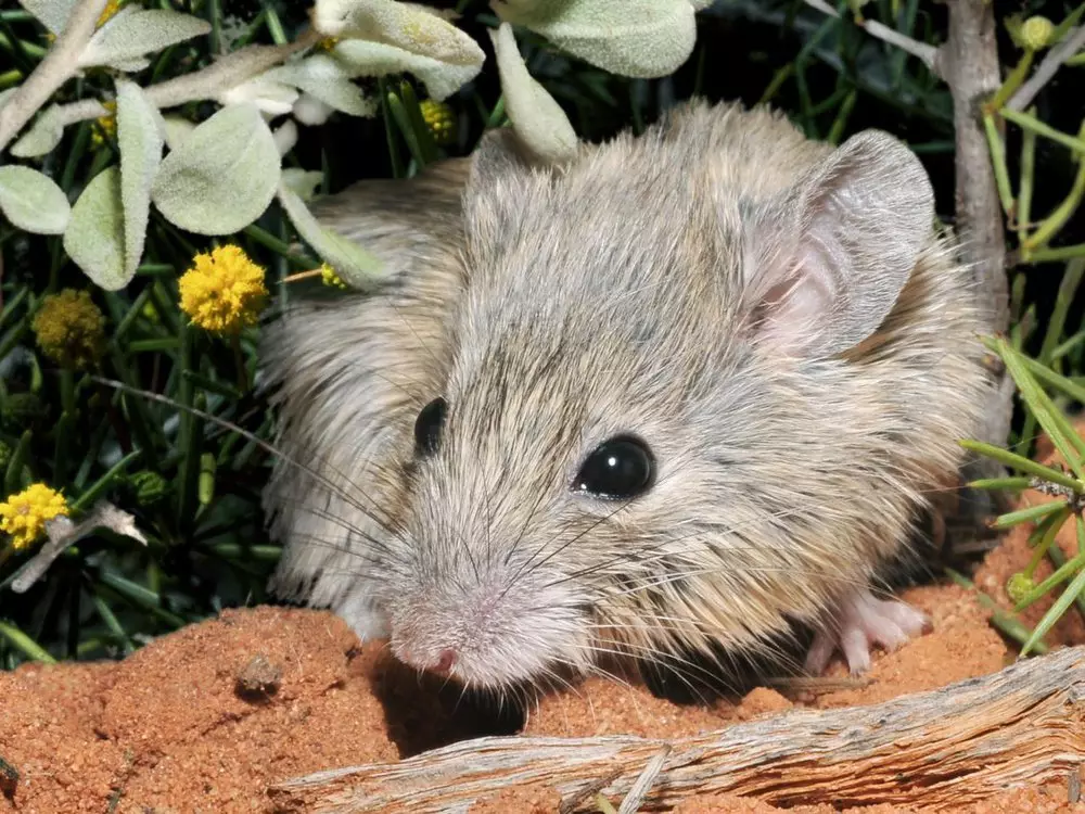 Tikus Shark Bay