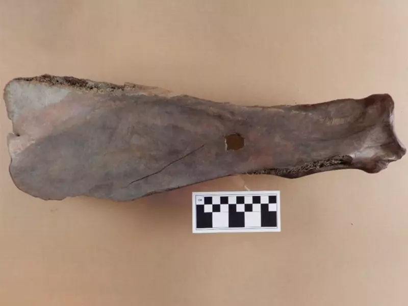 Bison scapula hoe