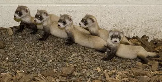 Black-footed ferrets sa National Zoo