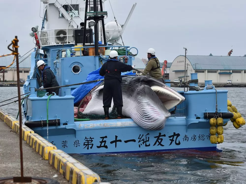 Japan Tun bẹrẹ Whaling Iṣowo ni Awọn Omi Ile Rẹ