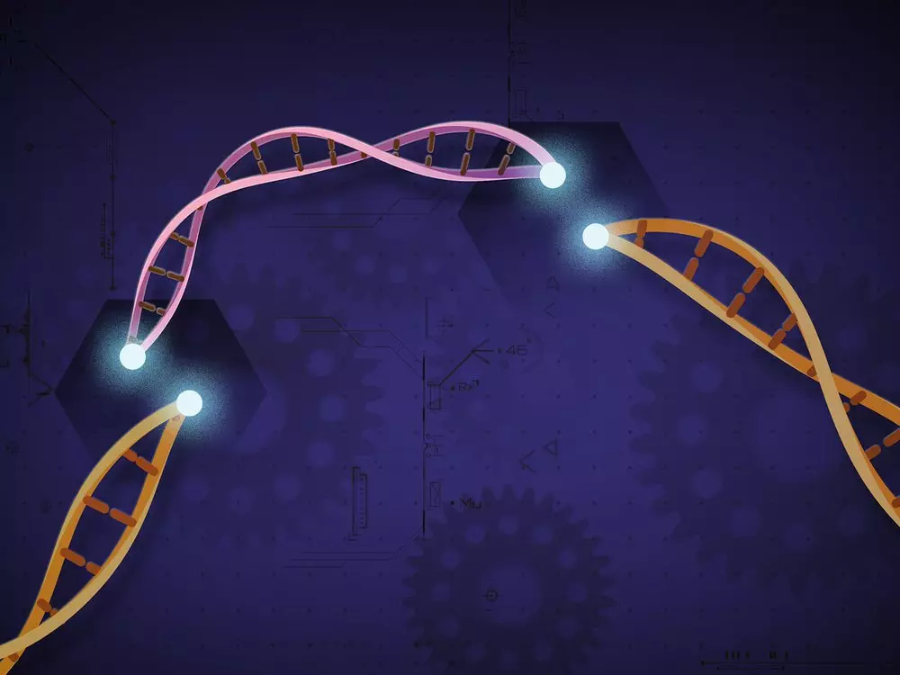 CRISPR 允许科学家精确切割和插入小片段 DNA，如图所示。