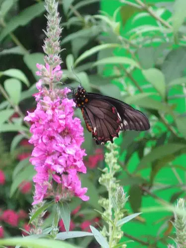 20110520104053purpleloosestrife.jpg