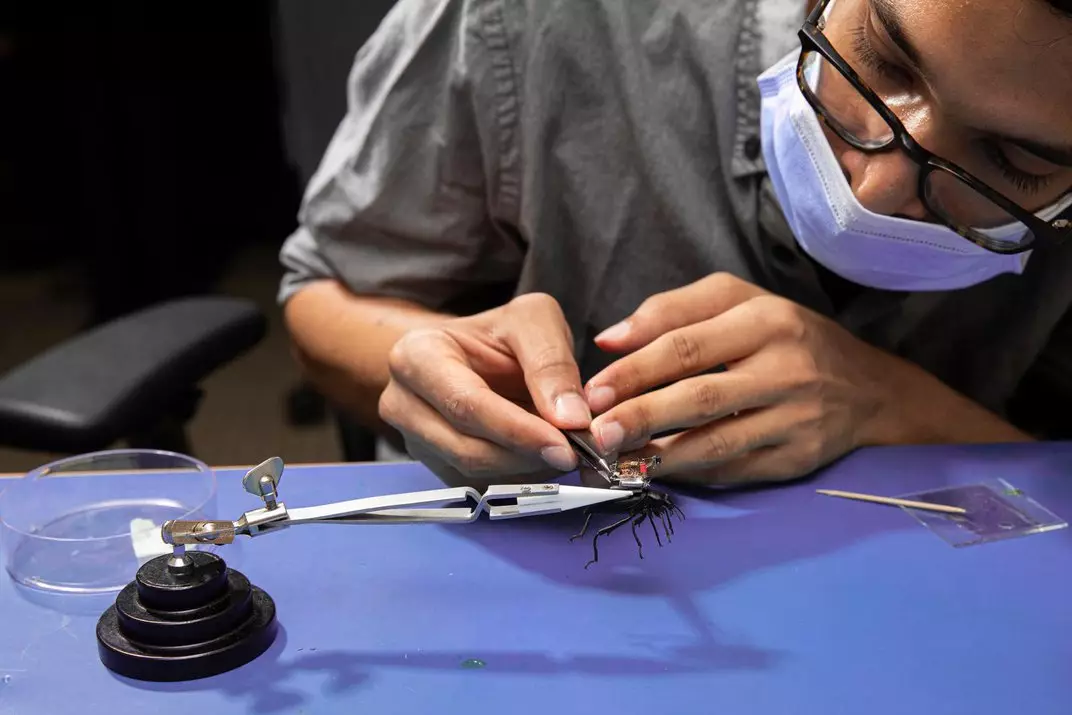 Le co-auteur principal Vikram Iyer, doctorant à l'UW en génie électrique et informatique, attache le système de caméra à un coléoptère Pinacate.