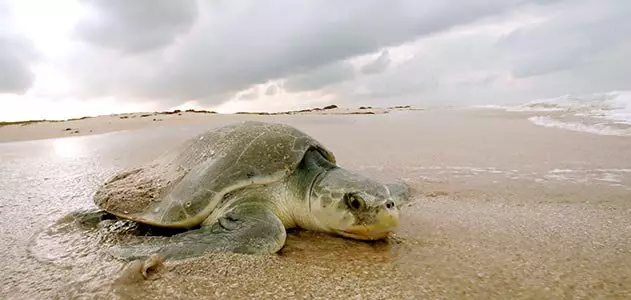 De meest bedreigde dieren van Noord-Amerika