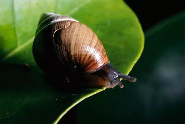 Oahu puževi