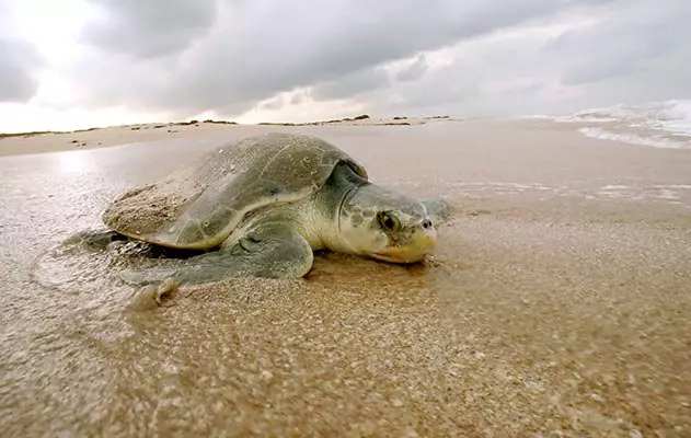 Kemps Ridley sea turtle