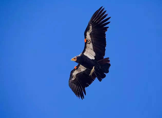 Condor California