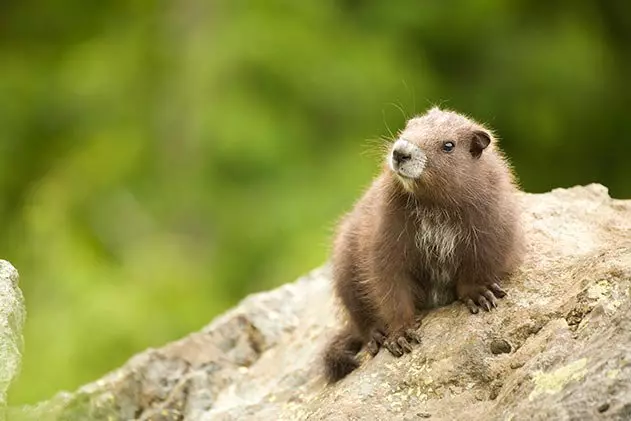 Nosy Vancouver marmot