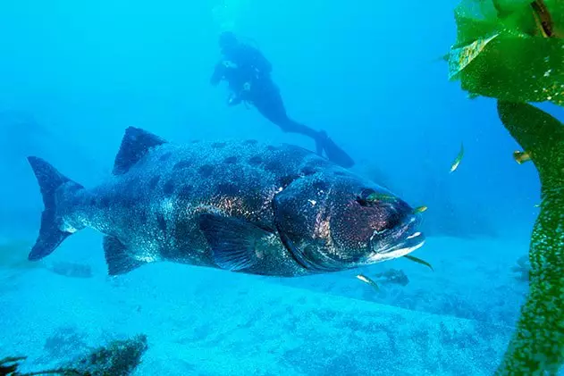 Giant sea bass