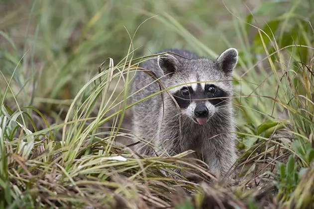 Pygmy raccoon