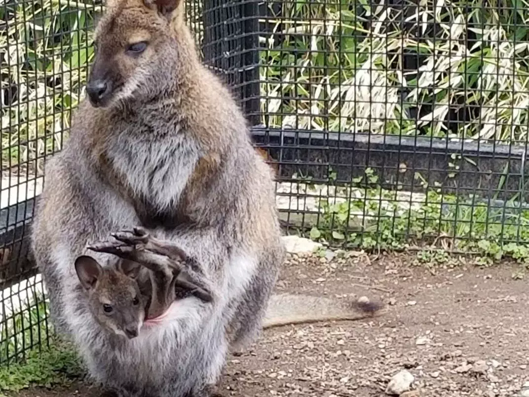 Wallaby Joey