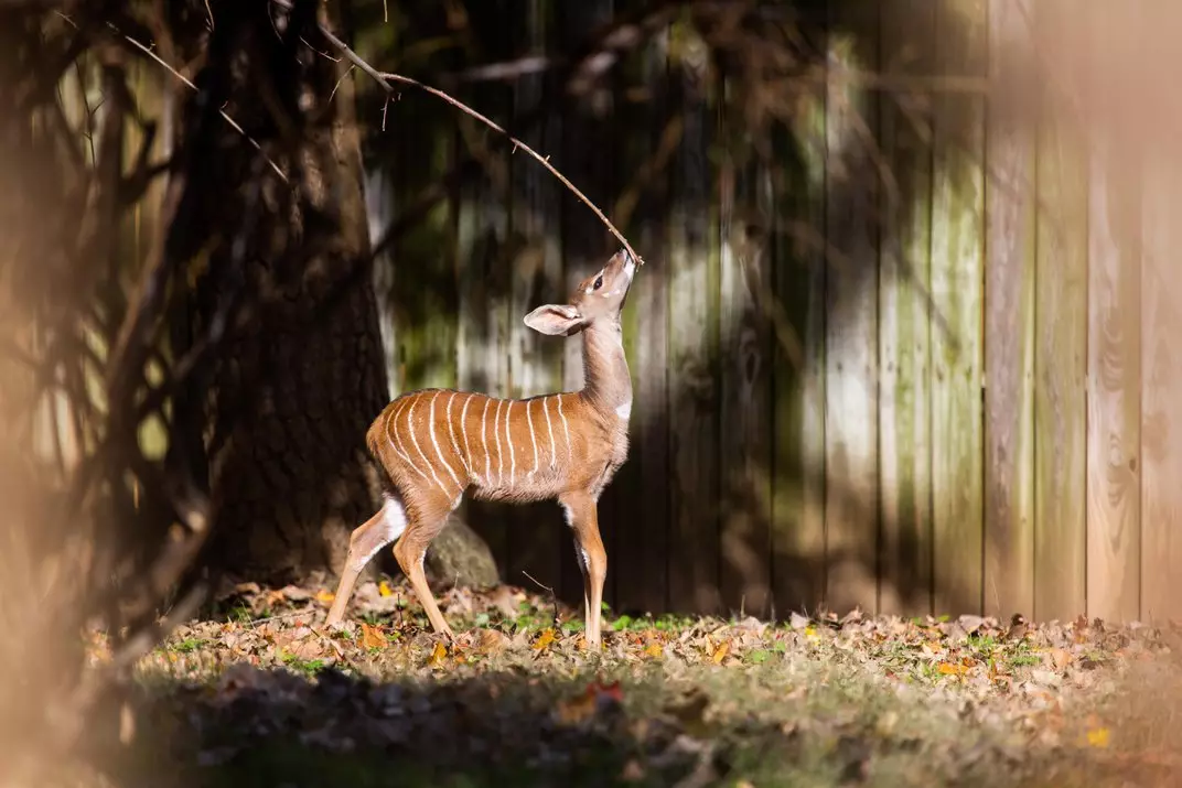 Puppelchen kudu