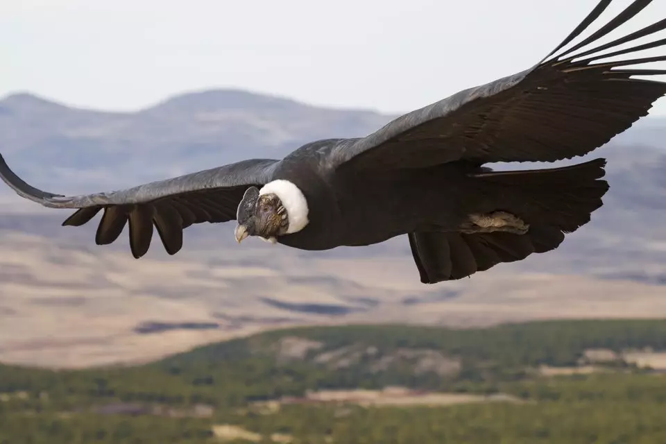 The Andean Condor Le Soar 100 Miles Laisi gbigbọn