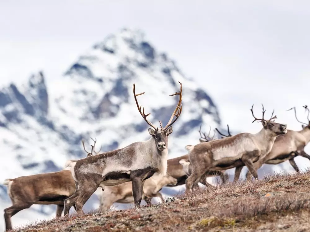 Jinsi Kuua Moose Inaweza Kuokoa Caribou