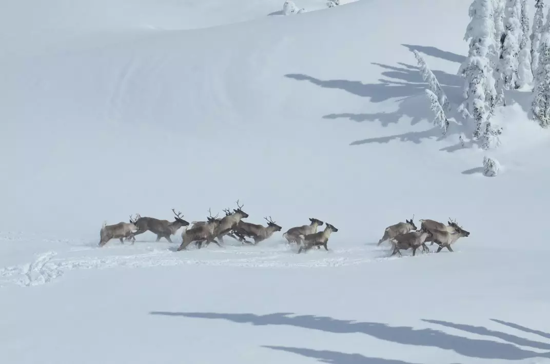 Kako ubijanje losa može spasiti Caribou