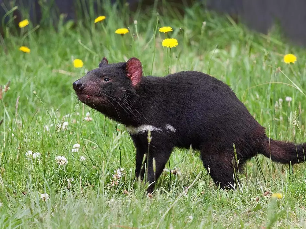 Mufananidzo weTasmanian dhiyabhorosi akamira mumunda wemadandelions