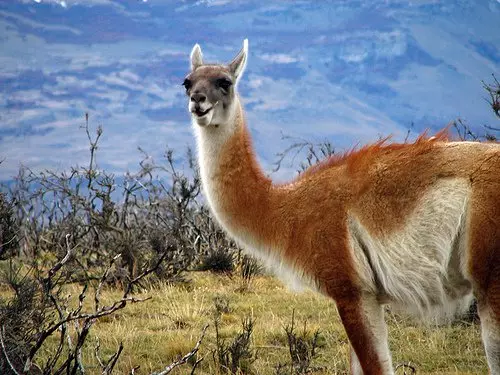 Un guanaco en Chile