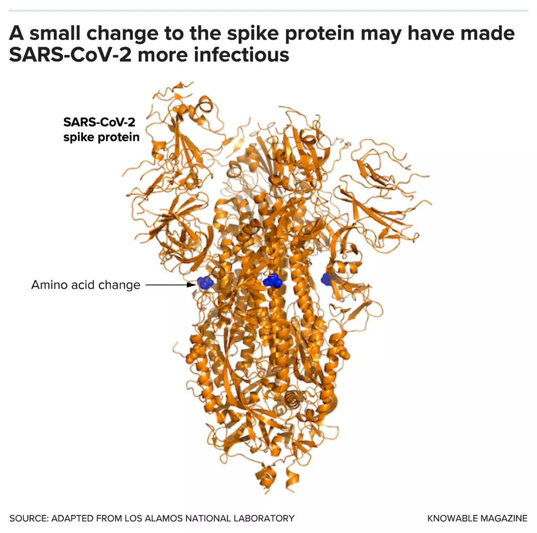 Veguheztina hunermendek ji proteînek SARS-CoV-2 ku mutasyon dike