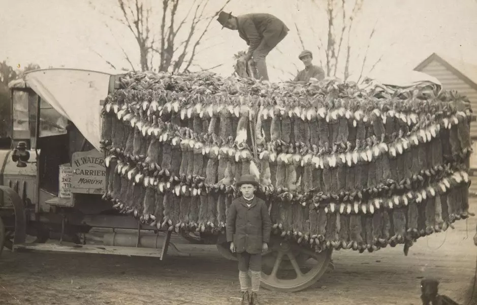E Mann steet virun engem Camionslaascht mat doudege Kanéngercher während der Kanéngchenpest an Australien am Joer 1930