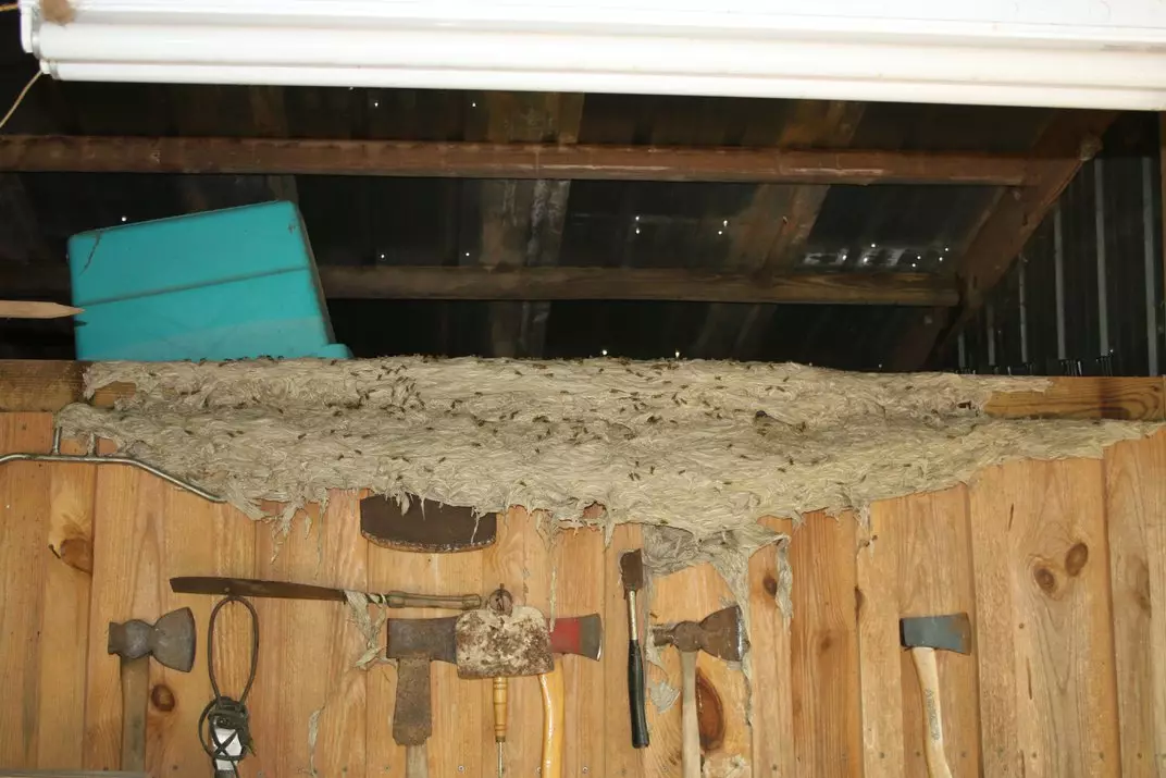 Alabamians, Beware the Wasp 'Super Nest' 25561_5