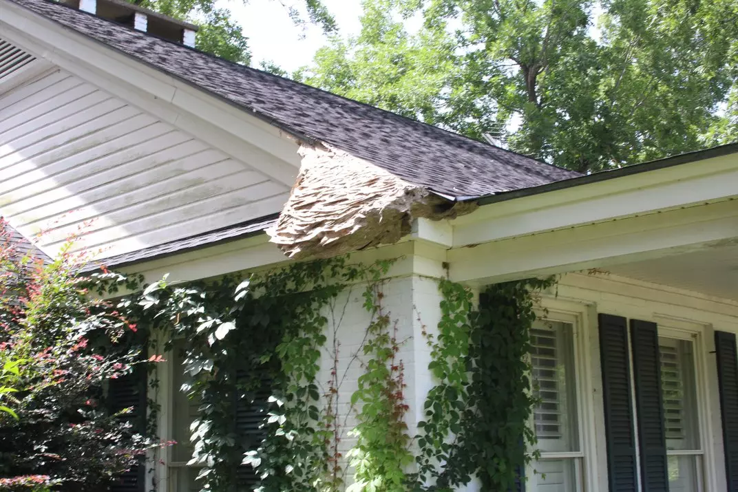 Alabamians, Beware the Wasp 'Super Nest' 25561_6