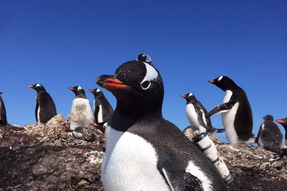 Pingvinų kamera