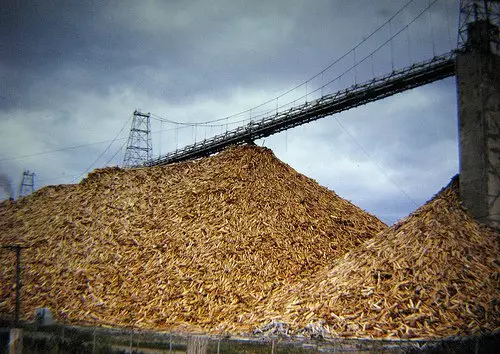 Bois à pâte (mais pas celui qui peut apparaître dans votre fromage ou votre pain).