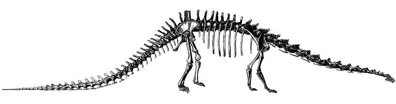 The Diplodocus Tripod