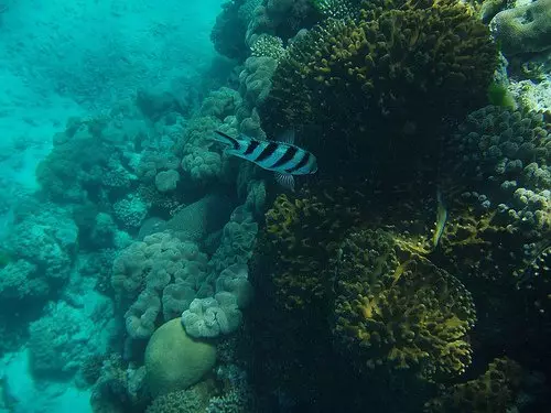 La grande Barrière de corail