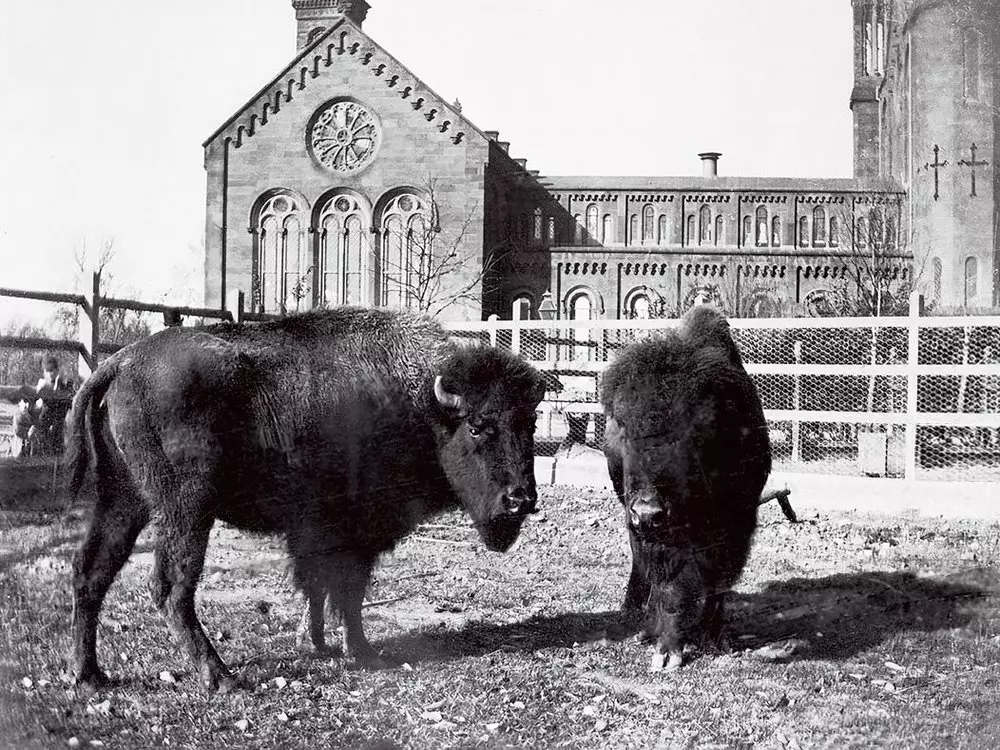 Bison på Smithsonian Castle