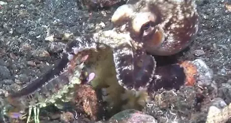 VIDEO: Mantis Shrimp vs. Octopus