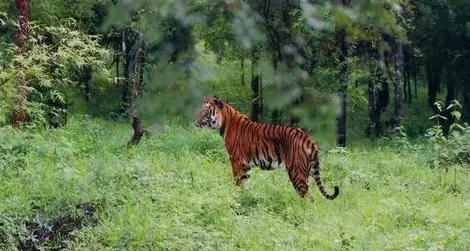 Tiiger Indias Bhadra looduskaitsealal