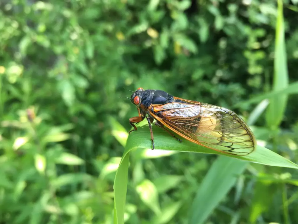 Fungus e Etsa Hore Cicadas e Nyalane Joalo ka Bohlanya, Le Ka mor'a hore Liqhomane Tsa Tsona Li Oele