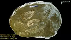 20110520083323tarbosaurus-bataar-300x171.jpg