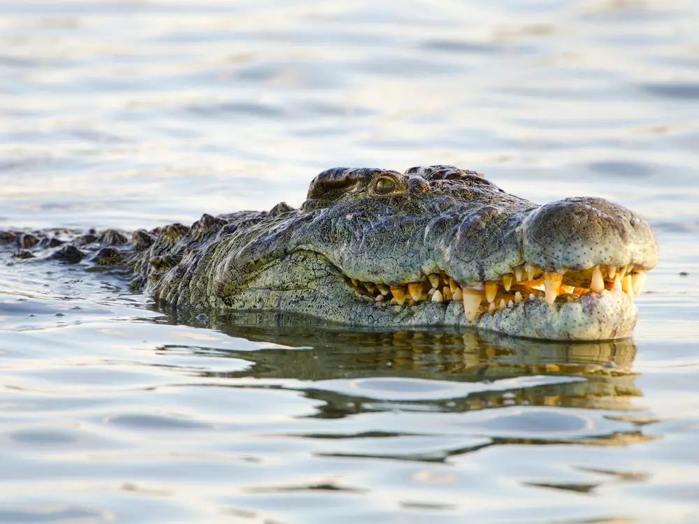 Prehistoric Crocodiles Preferred Plants Over Prey