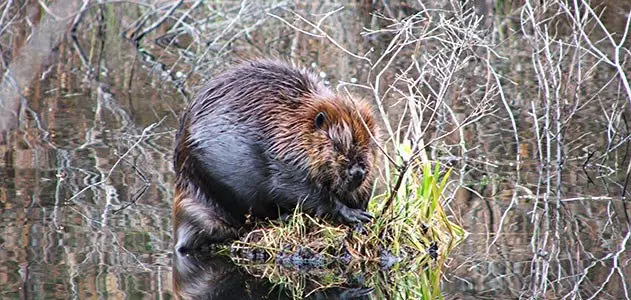 Bever op het schiereiland Prescott