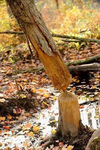 Beavers: Verkfræðingar skógarins 25680_2