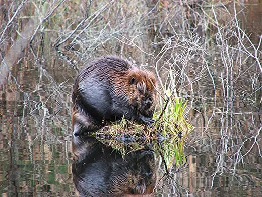 Beavers: Ang mga Inhinyero ng Kagubatan 25680_3