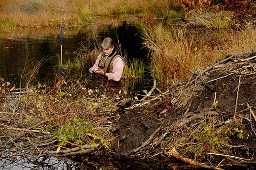 Beavers: Verkfræðingar skógarins 25680_5