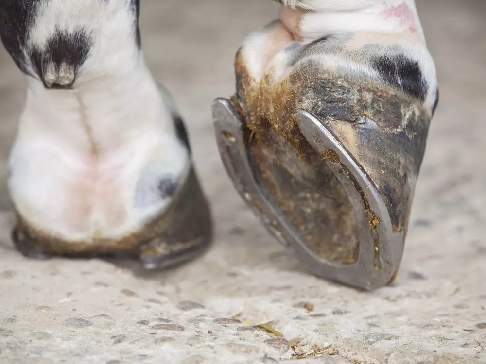 Perché i cavalli e i loro simili sono gli unici animali con un dito del piede ancora in piedi