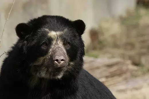 Uhlaziyo kwiAndean Bear Cubs eZoo