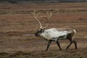 Reindeer aini ti abẹnu aago