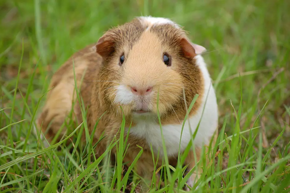 Guinea-pig-242520_960_720.jpg