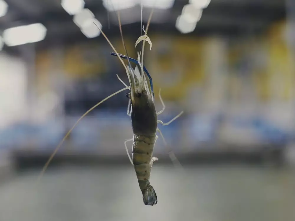 Iwalani Bowling: Taiwan ili ndi ma Shrimping alleys m'malo mwake