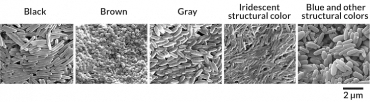 科学家首次在鸟羽毛化石中发现蓝色色调