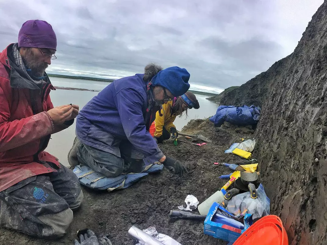 Izkopavanje dinozavrov na Aljaski