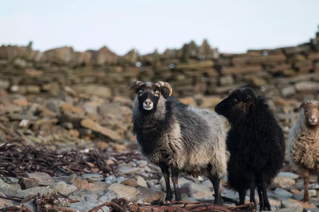 Далекому шотландскому острову нужна помощь в защите овец, питающихся водорослями 25761_2